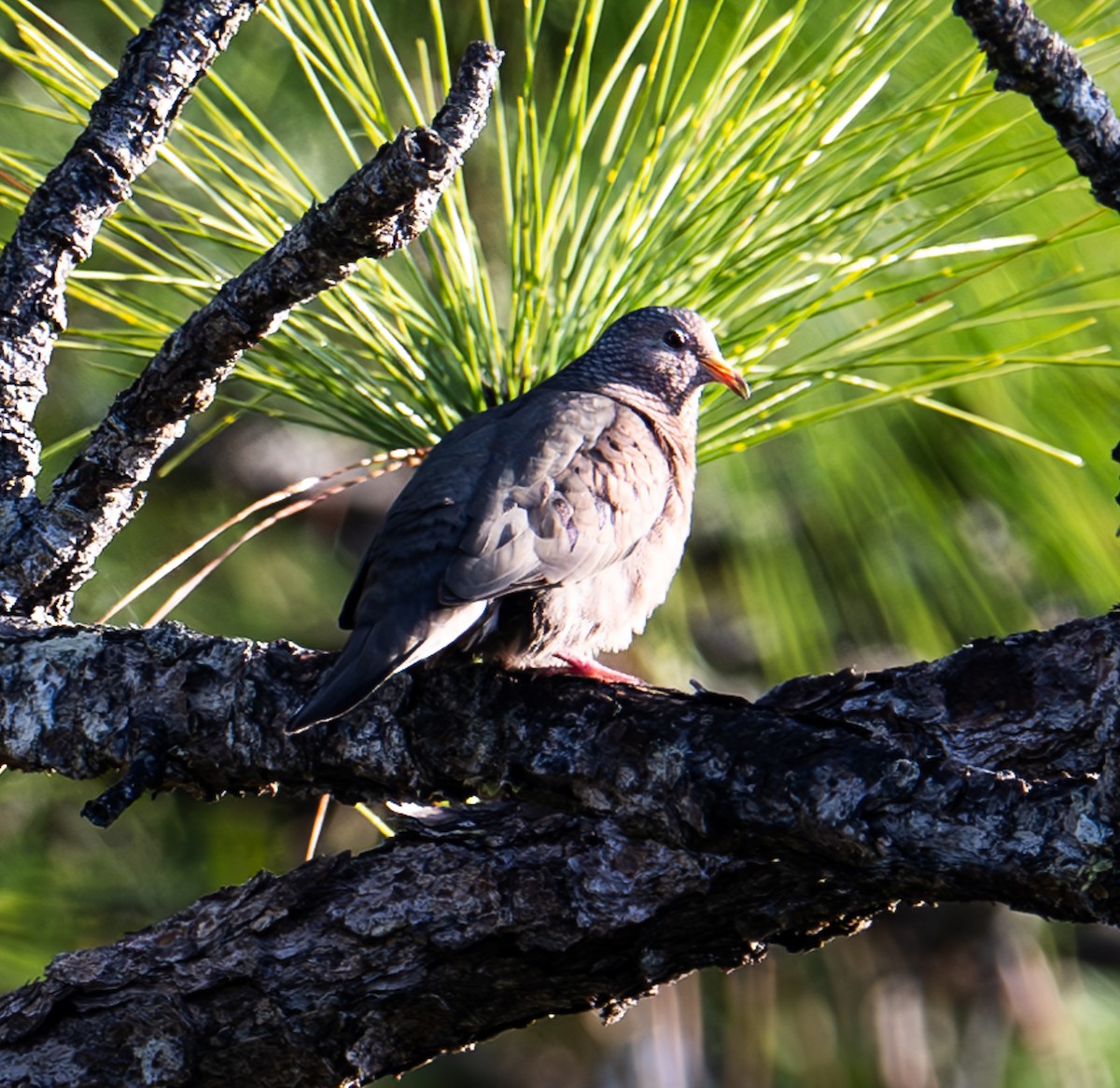 Pennsylvania Bird Atlas Checklist - 31 Jan 2025 - Audubon Corkscrew ...