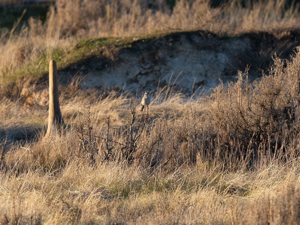 eBird Checklist - 20 Jan 2025 - Byron Airport Preserve (Holey and Byron ...