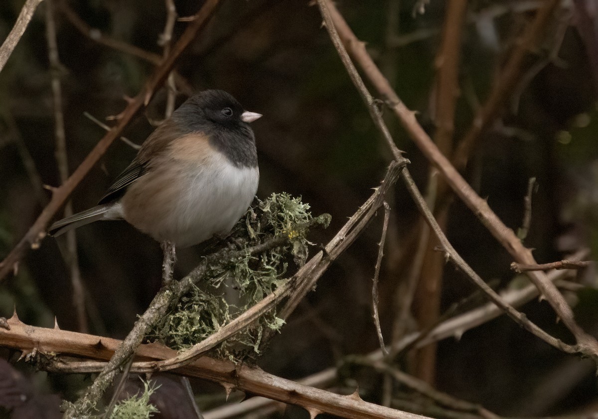 eBird Checklist - 30 Jan 2025 - Rentenaar Rd, Portland US-OR 45.75745 ...