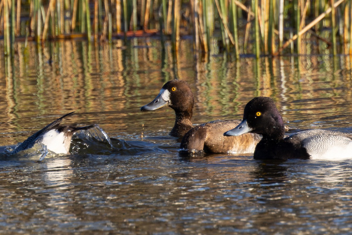 eBird Checklist - 31 Jan 2025 - Roosevelt Wetland - 31 species
