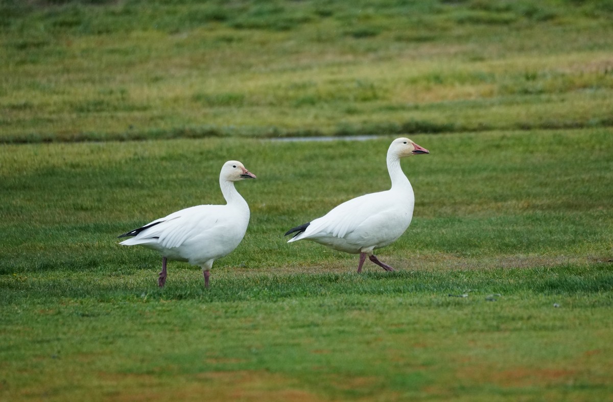 ML629974775 - Snow Goose - Macaulay Library