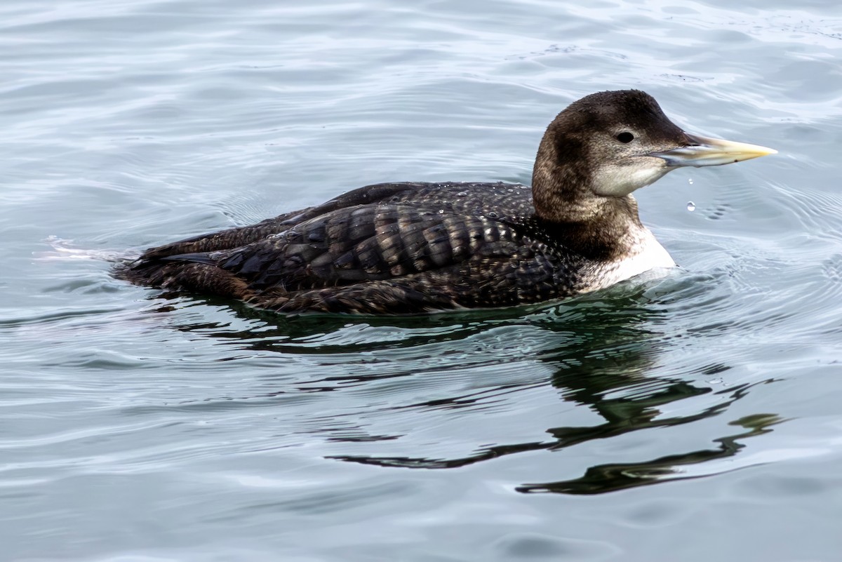 ML629982383 - Yellow-billed Loon - Macaulay Library