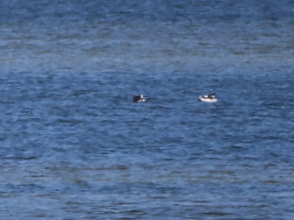 eBird Checklist - 31 Jan 2025 - Kelly Park - East - 10 species