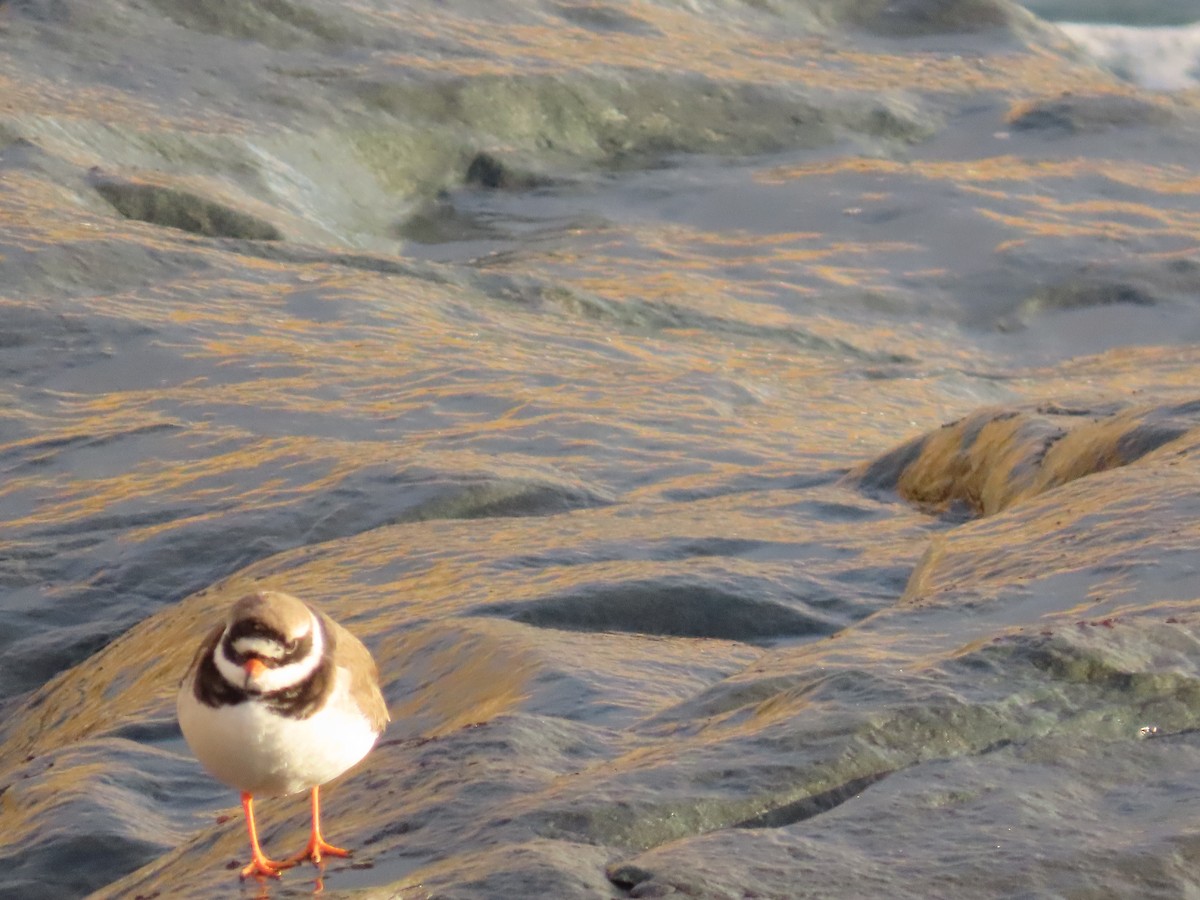 eBird Checklist - 1 Feb 2025 - Battery Rocks - 4 species