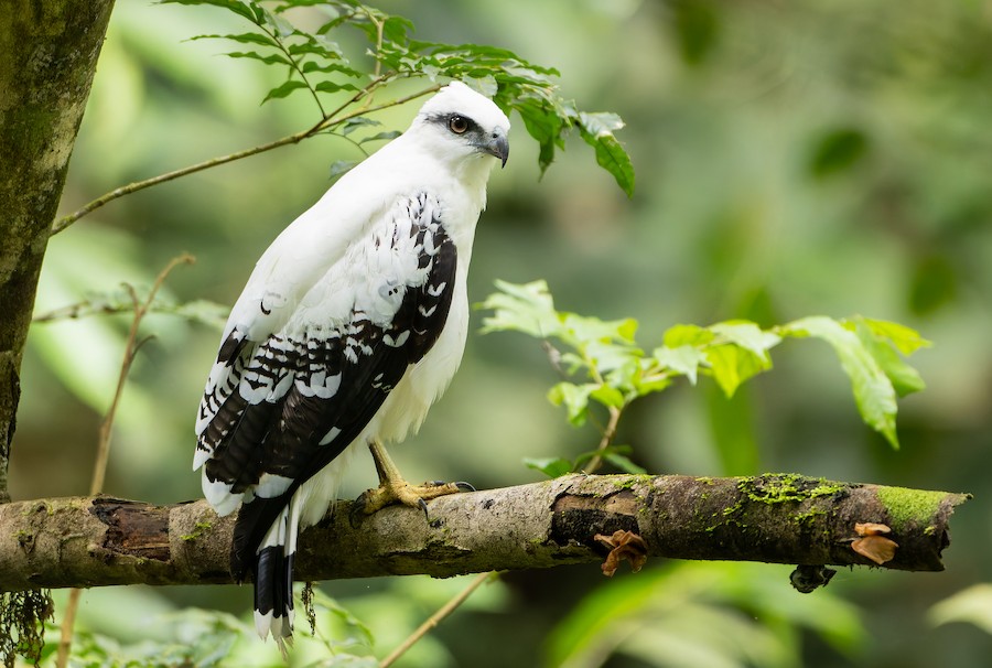 Gavilán Blanco (costaricensis) - eBird