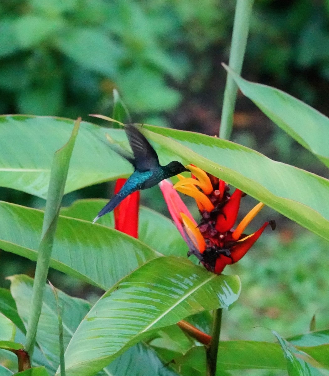 eBird Checklist - 1 Feb 2025 - Arenal Observatory Lodge - 47 species