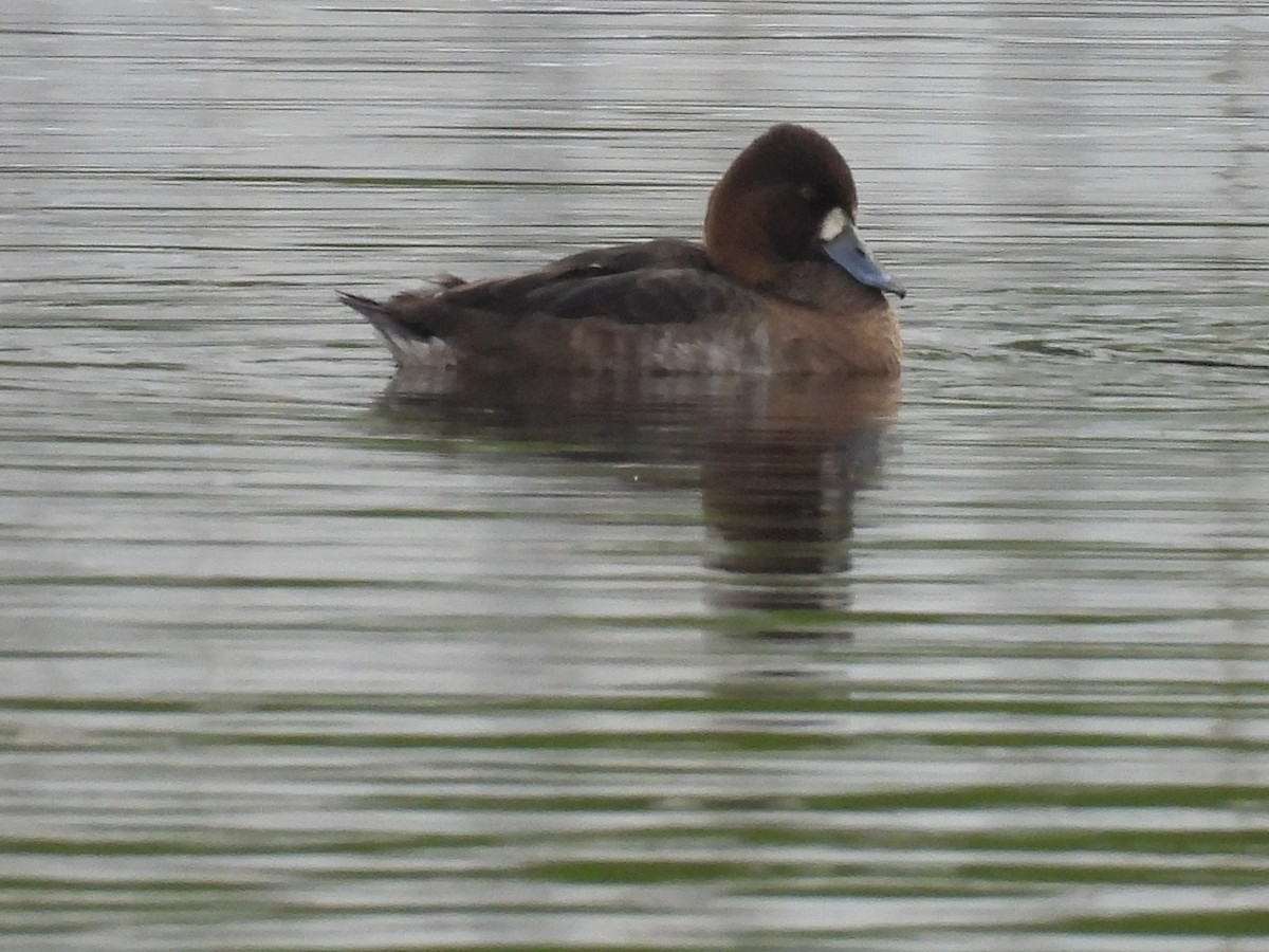 eBird Checklist - 1 Feb 2025 - Lake Ida Park - 39 species (+2 other taxa)