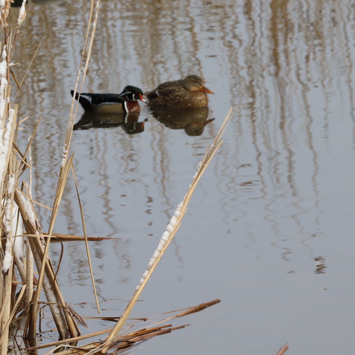 eBird Checklist - 1 Feb 2025 - Sarnia--Suncor Nature Way - 12 species