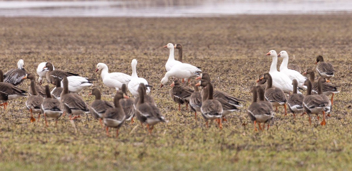 eBird Checklist - 1 Feb 2025 - 11516–11598 S County Highway 13, Bonnie ...