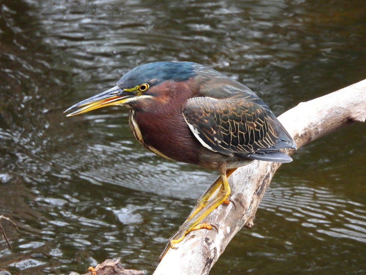 ML630020032 - Green Heron - Macaulay Library