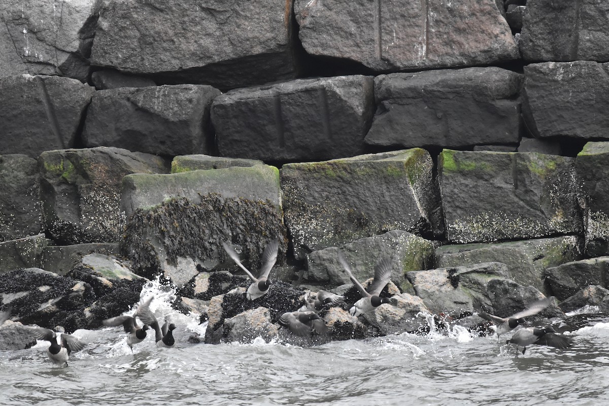 eBird Checklist - 31 Jan 2025 - Lewes-Cape May Ferry (DE waters) - 36 ...