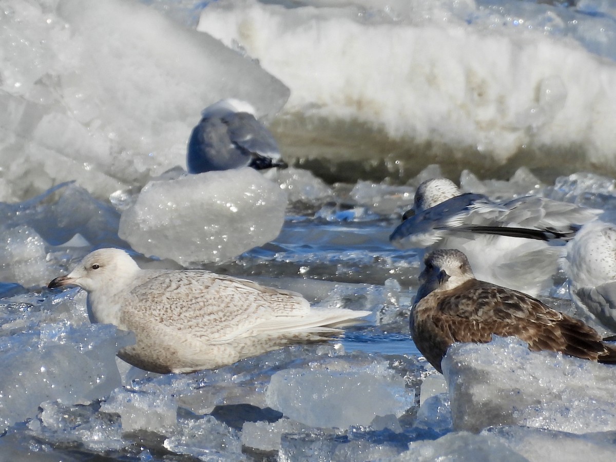 ML630022932 - Iceland Gull - Macaulay Library