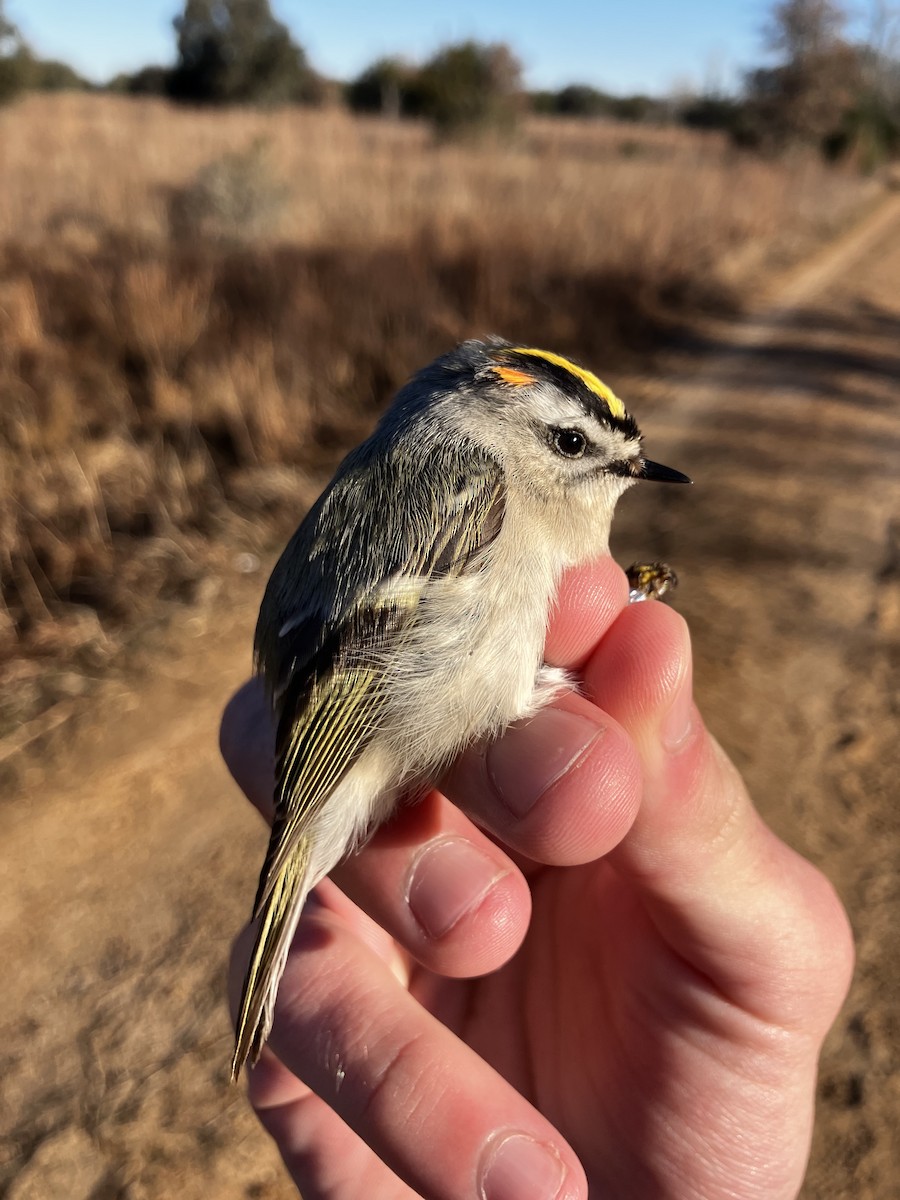 eBird Checklist - 1 Feb 2025 - Texas A&M Univ.--Ecology & Natural Resource area - 39 species
