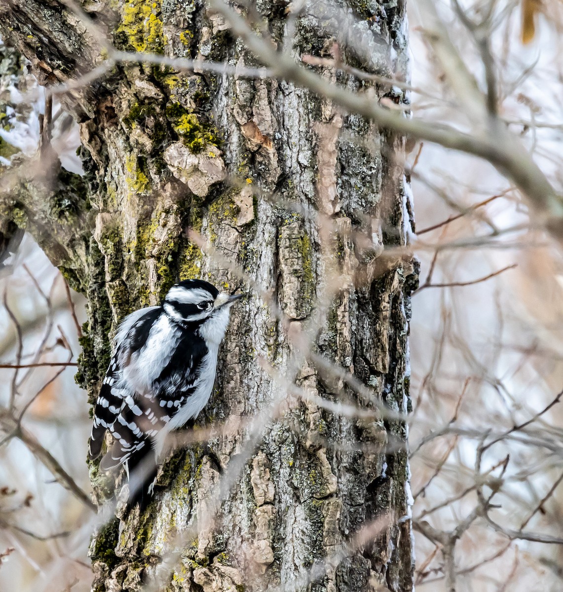 eBird Checklist - 1 Feb 2025 - Presque Isle SP--Gull Pt. - 7 species