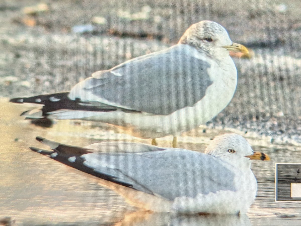 eBird Checklist - 1 Feb 2025 - Cummings Park - 1 species