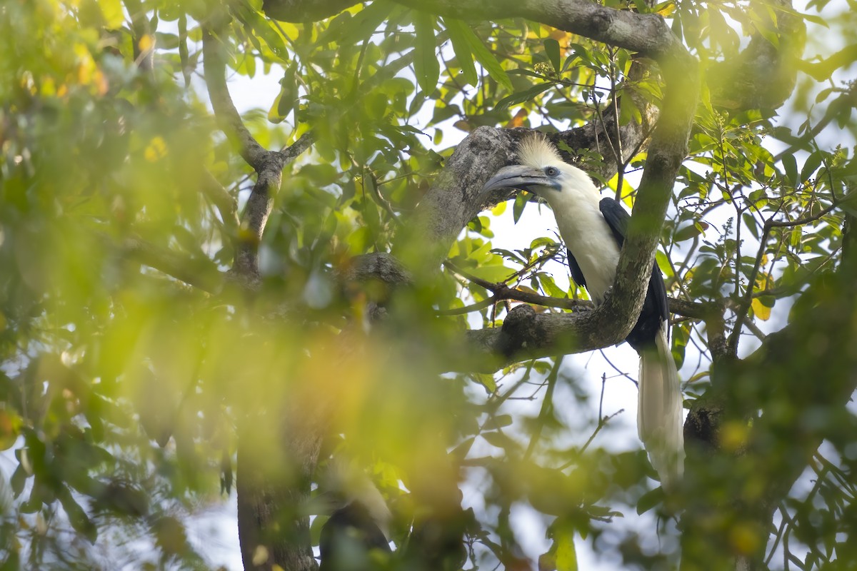 eBird Checklist - 1 Feb 2025 - Kaeng Krachan NP--mid-elevation - 7 species