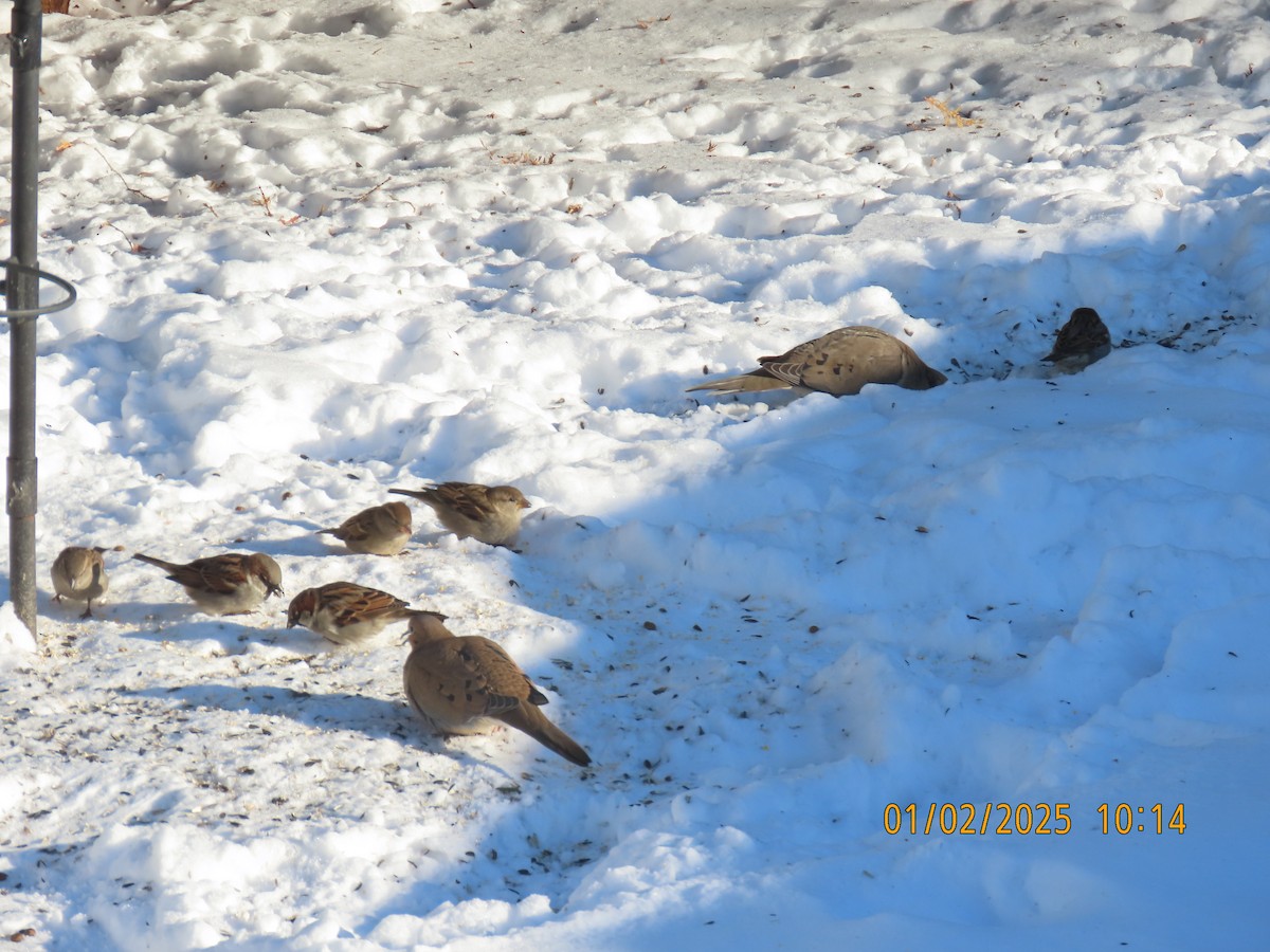 eBird Checklist - 1 Feb 2025 - Chez Nous - 9 species