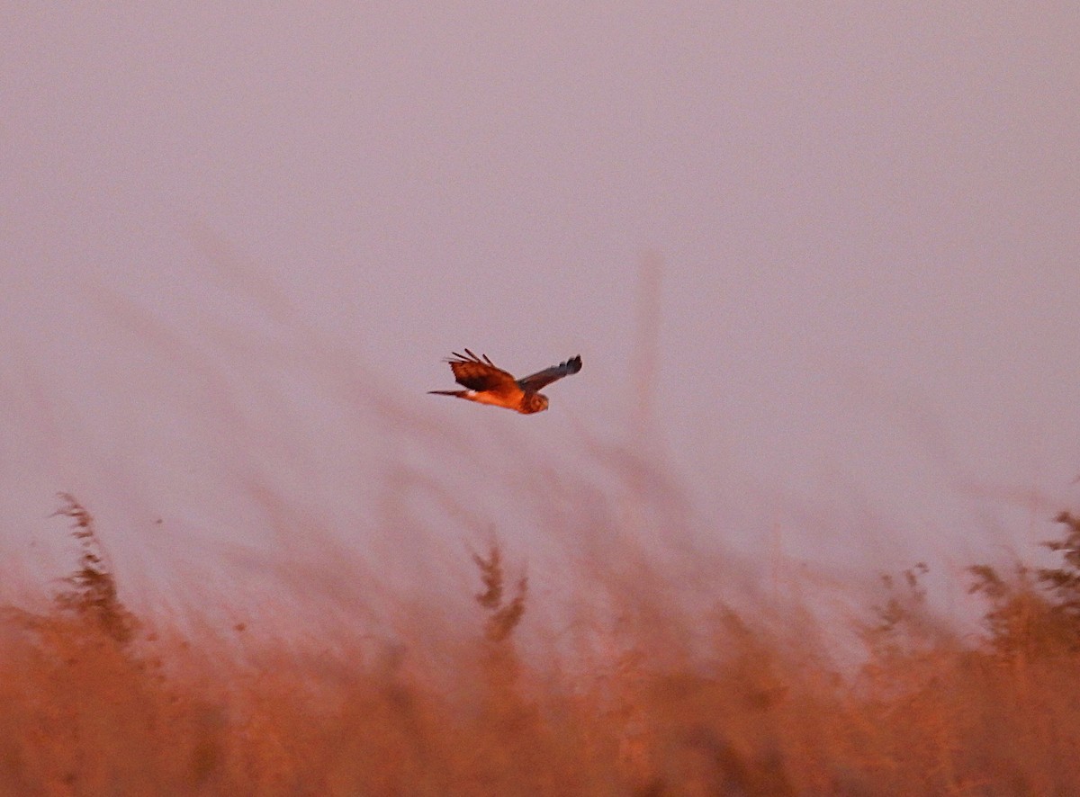 eBird Checklist - 1 Feb 2025 - Parkhill Prairie (Collin Co.) - 7 species
