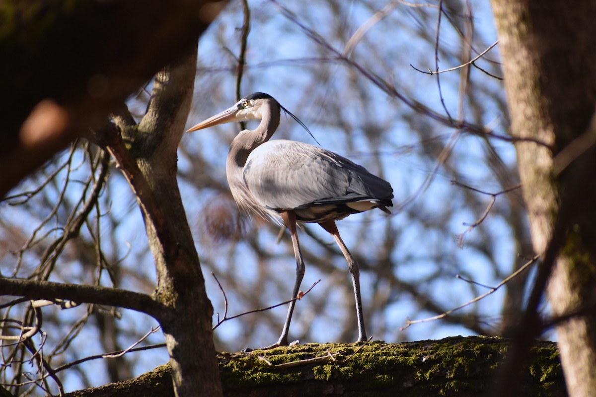 Pennsylvania Bird Atlas Checklist - 1 Feb 2025 - Lake Ontelaunee--Wiley ...