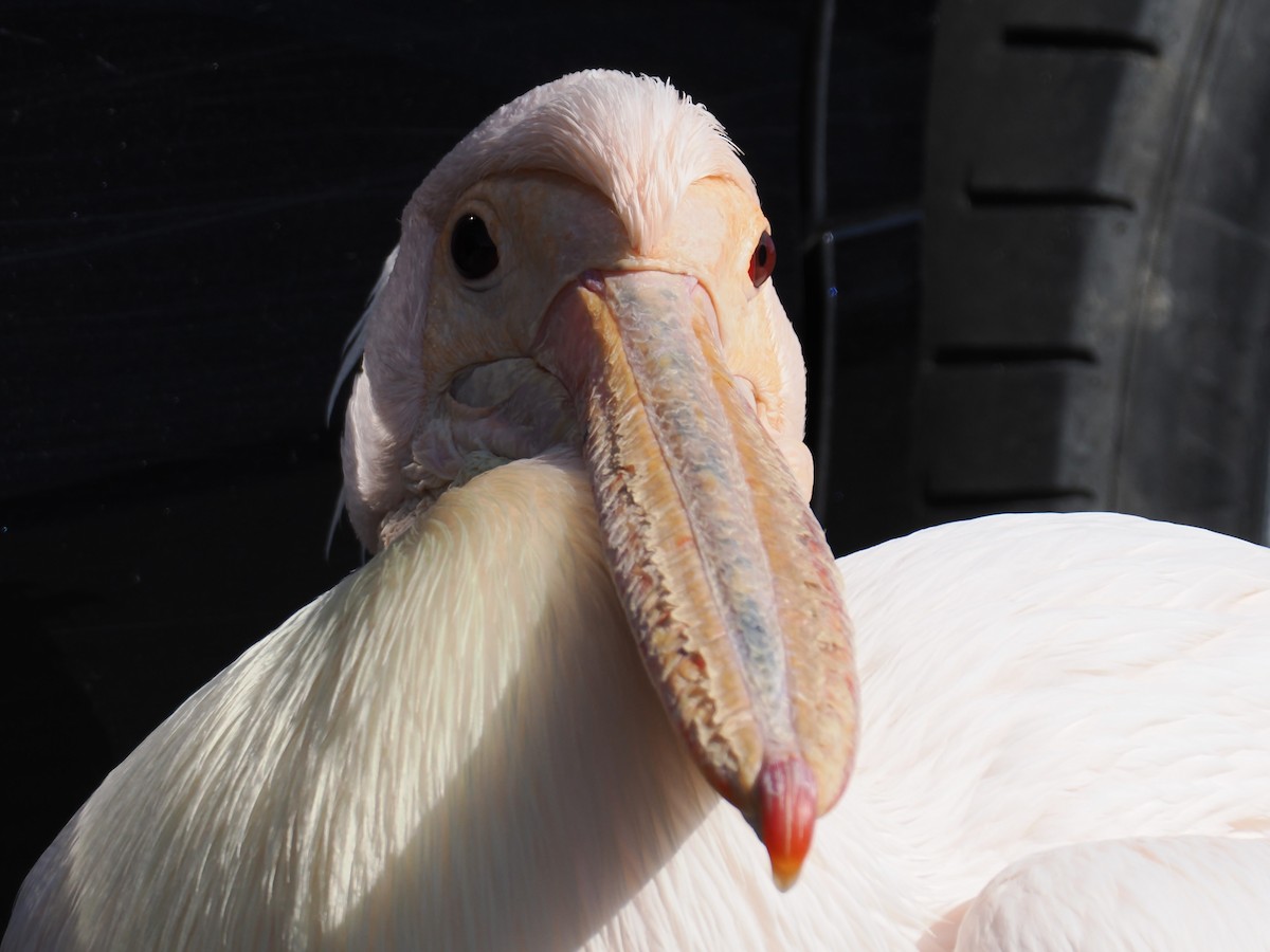 eBird Checklist - 1 Feb 2025 - 印西市--印旛沼--舟戸橋 (Inzai--Lake Inbanuma ...