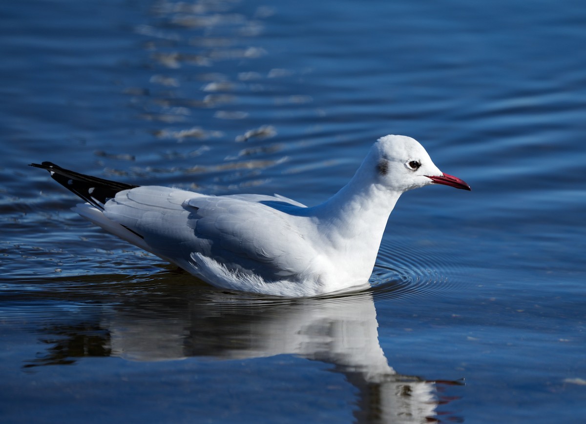 eBird Checklist - 30 Jan 2025 - Barn Island Boat Launch - 18 species