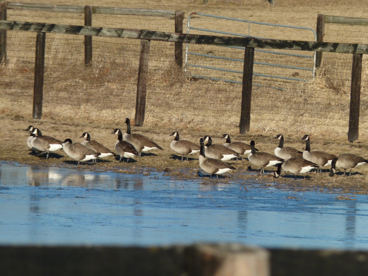 eBird Checklist - 1 Feb 2025 - Blue Chip Farms - 5 species