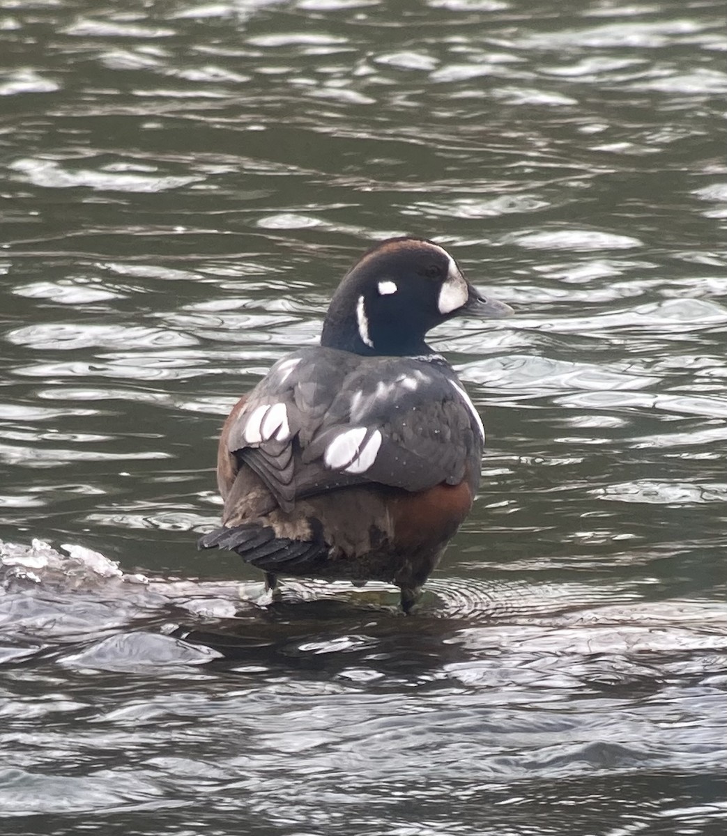 Pennsylvania Bird Atlas Checklist - 2 Feb 2025 - Rupert Covered Bridge ...