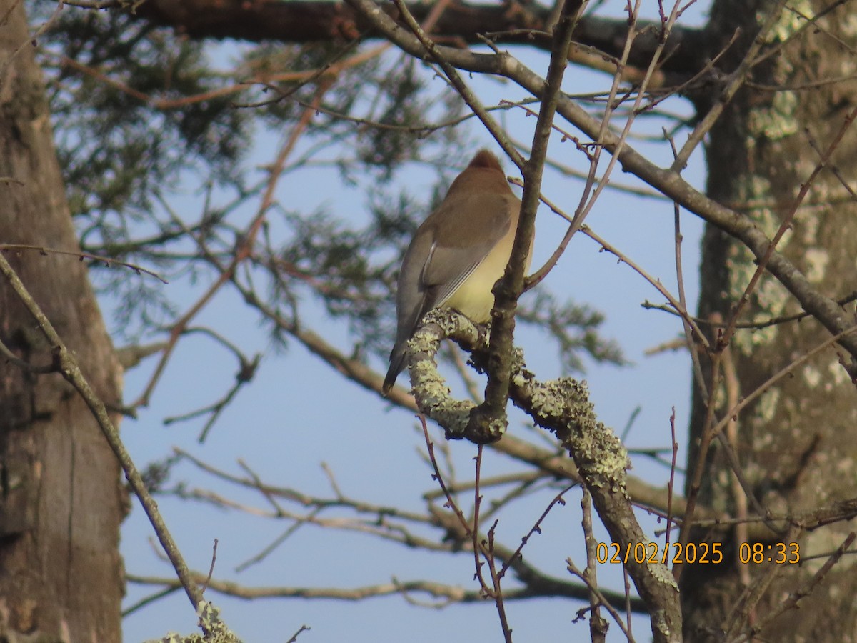 eBird Checklist - 2 Feb 2025 - Sully Woodlands - 17 species