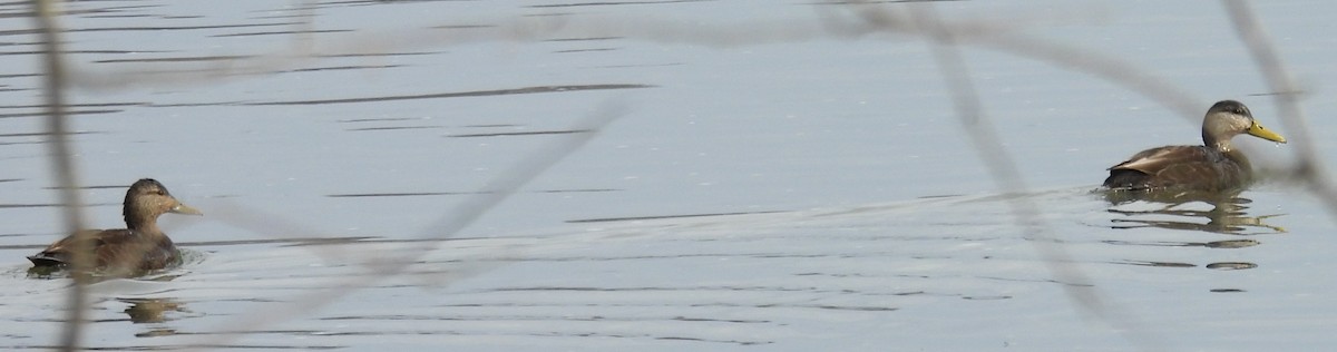 eBird Checklist - 2 Feb 2025 - Great Falls Park - 28 species (+1 other ...