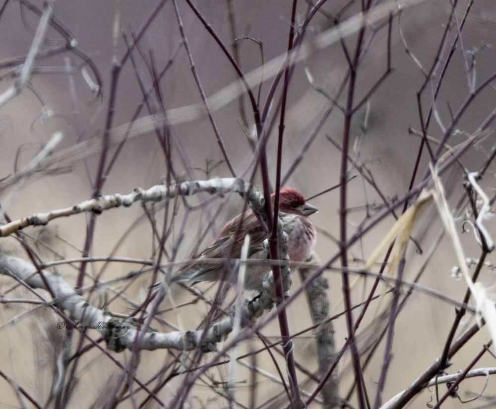 eBird Checklist - 2 Feb 2025 - Killdeer Plains Wildlife Area (Wyandot ...