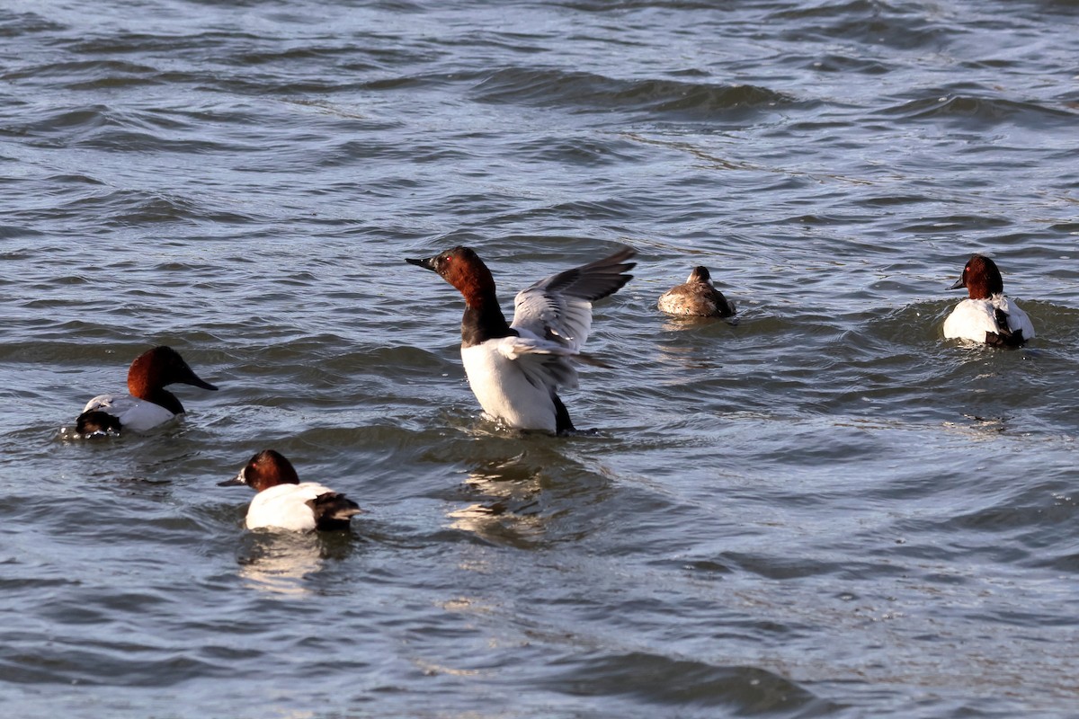 eBird Checklist - 2 Feb 2025 - Swan Harbor Farm Park - 49 species (+1 ...
