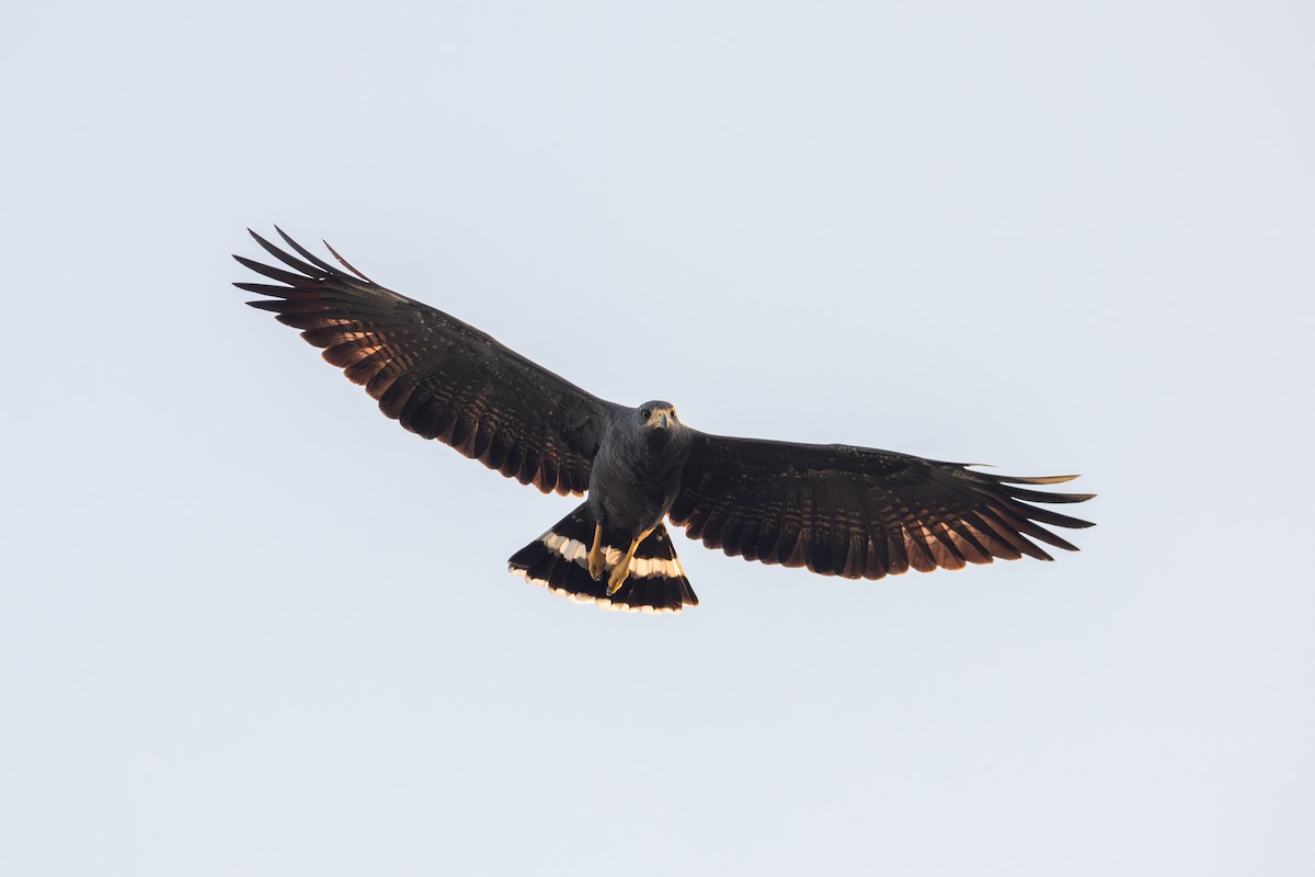 ML630073984 - Common Black Hawk (Common) - Macaulay Library