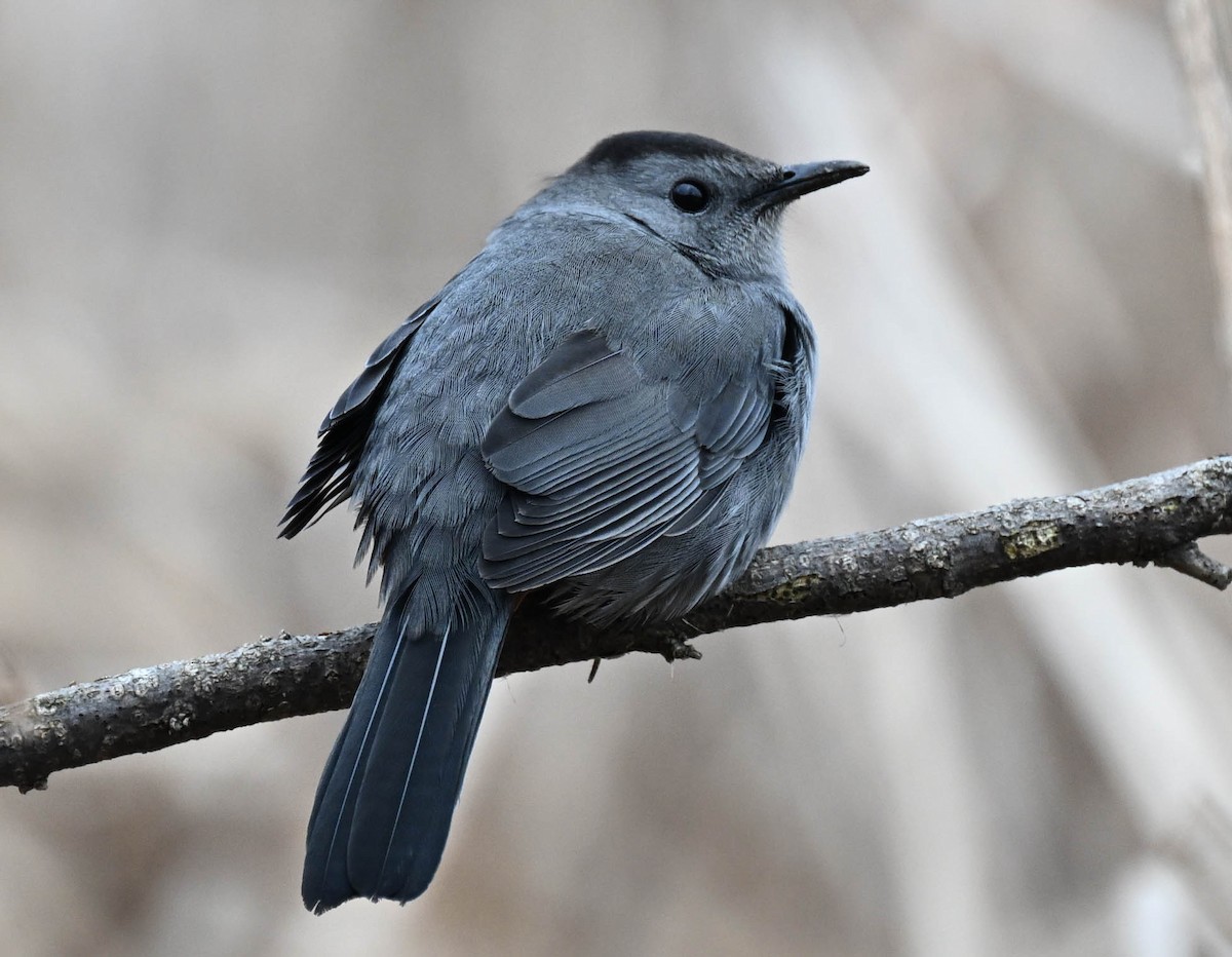 ML630075406 - Gray Catbird - Macaulay Library