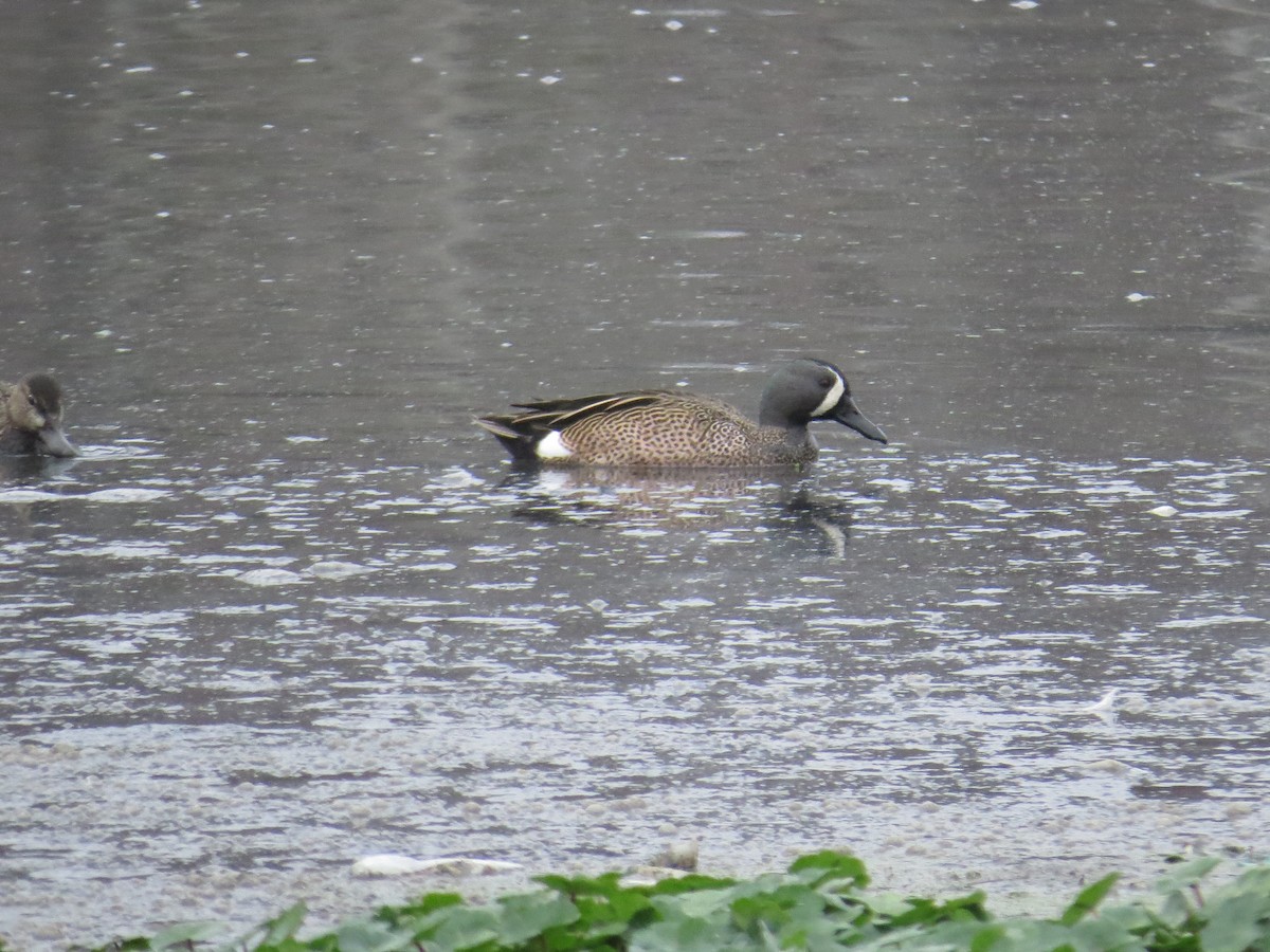 eBird Checklist - 2 Feb 2025 - Phinizy Swamp Nature Park - 68 species ...