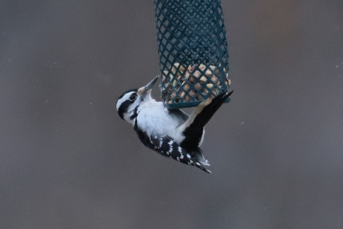 Pennsylvania Bird Atlas Checklist - 2 Feb 2025 - 399 Upper Georges Valley Rd, Spring Mills US-PA ...