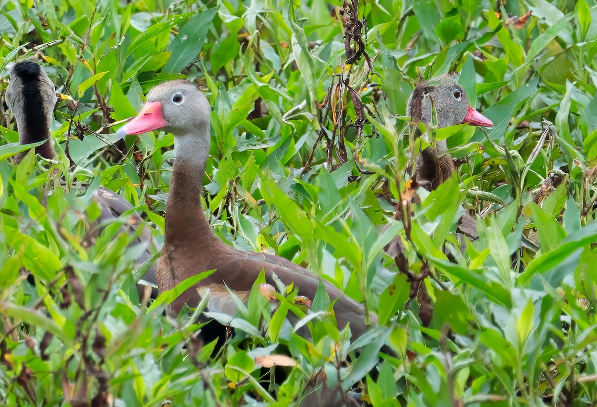 Pennsylvania Bird Atlas Checklist - 2 Feb 2025 - Audubon Corkscrew ...