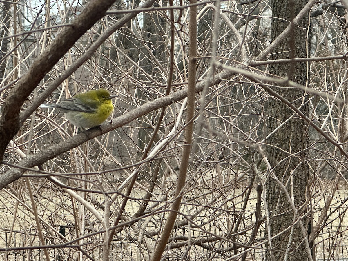 eBird Checklist - 2 Feb 2025 - Central Park - 34 species