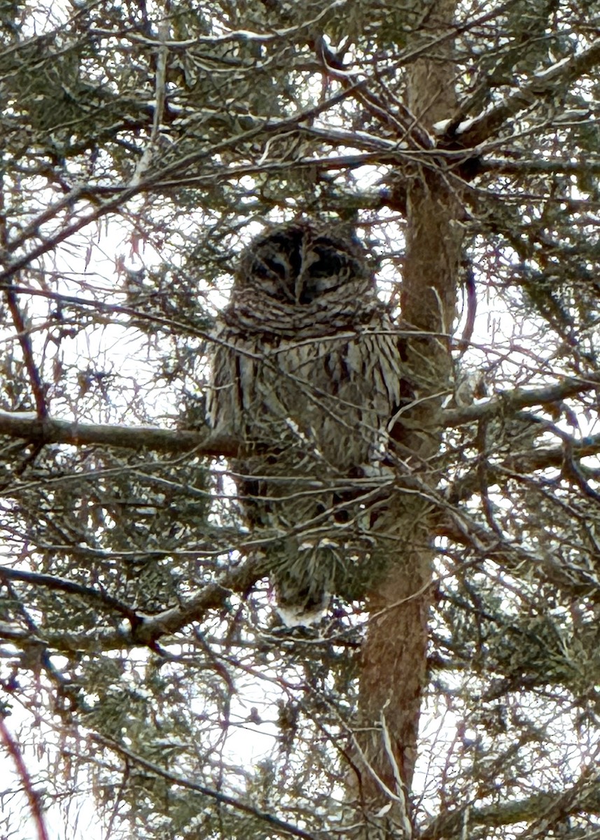 eBird Checklist - 2 Feb 2025 - Heritage Park - 9 species