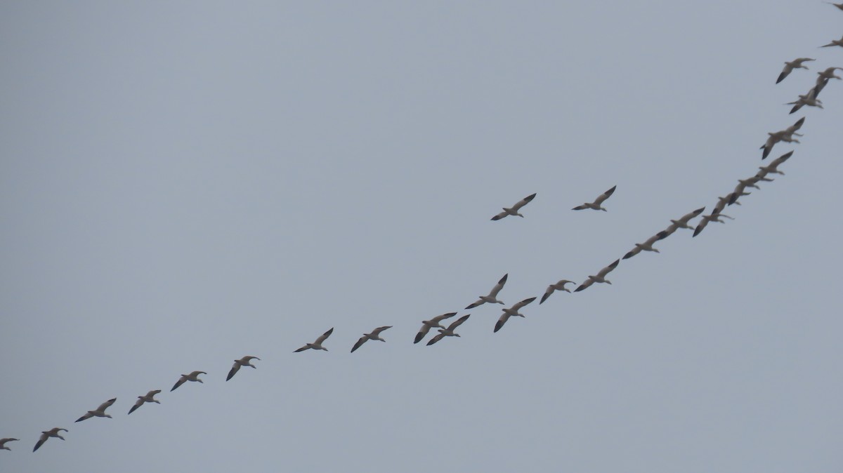 eBird Checklist - 2 Feb 2025 - Alpha Grasslands Preserve - 10 species