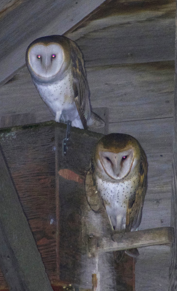 eBird Checklist - 1 Feb 2025 - Foothill Road barn - 1 species