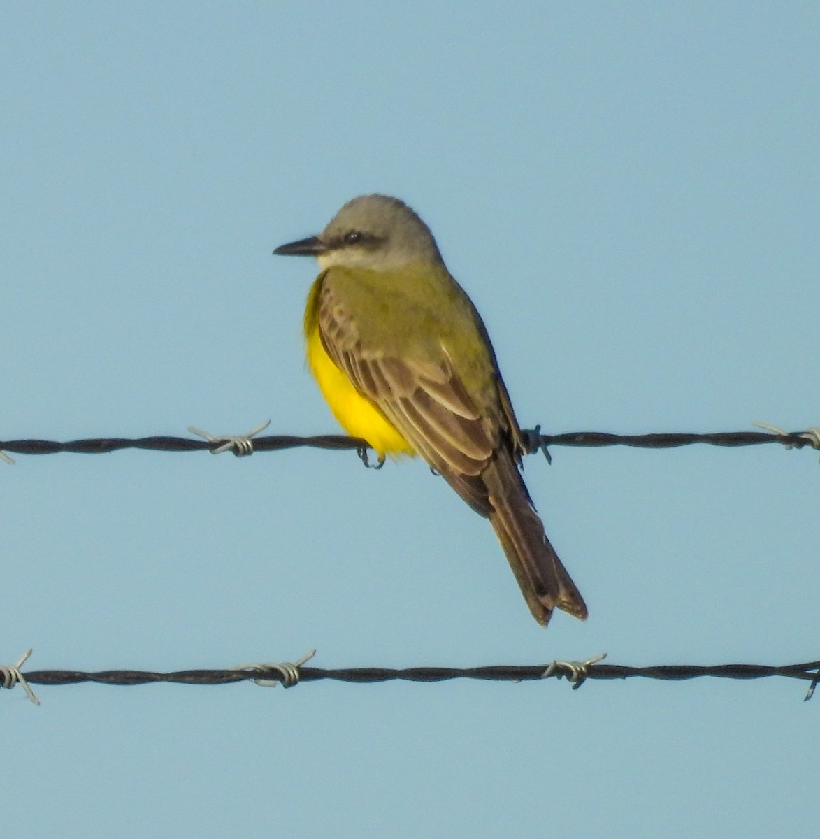 eBird Checklist - 2 Feb 2025 - CCISD Education Village - 46 species
