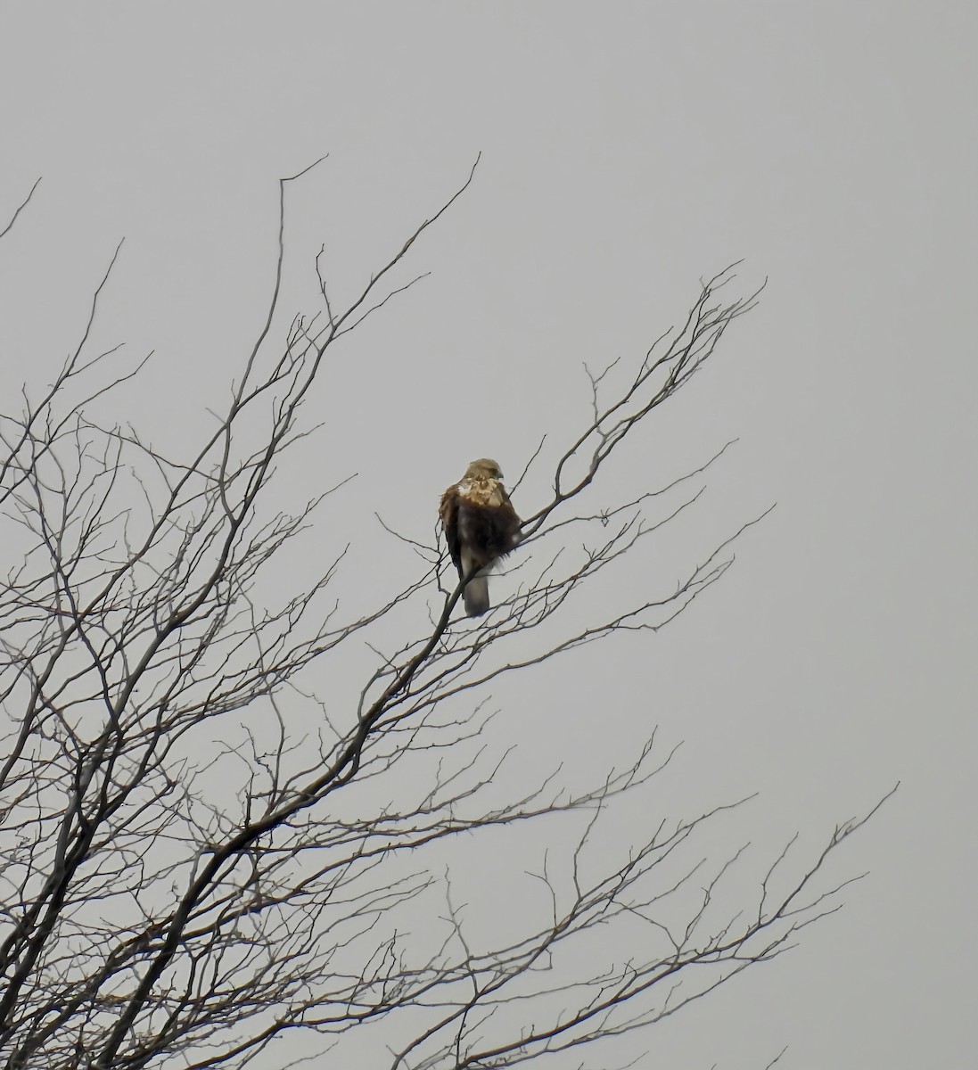 eBird Checklist - 2 Feb 2025 - Killdeer Plains Wildlife Area (Wyandot ...