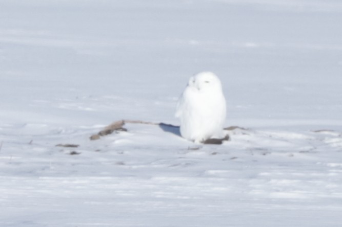 eBird Checklist - 1 Feb 2025 - Ament Line and Road 116 Area near ...