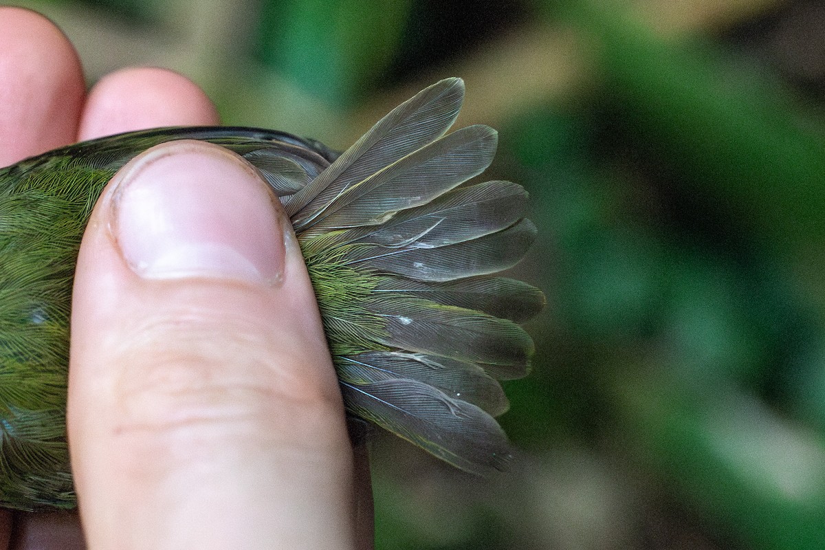 eBird Checklist - 9 Dec 2024 - Margay 4--RBCMA - 28 species