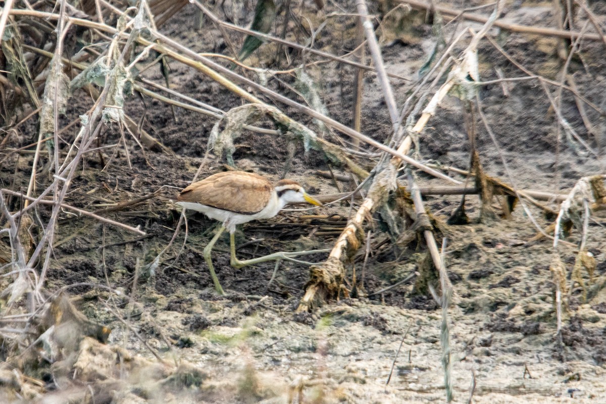 eBird Checklist - 8 Dec 2024 - Orange Walk--Blue Creek Rice Fields - 7 ...