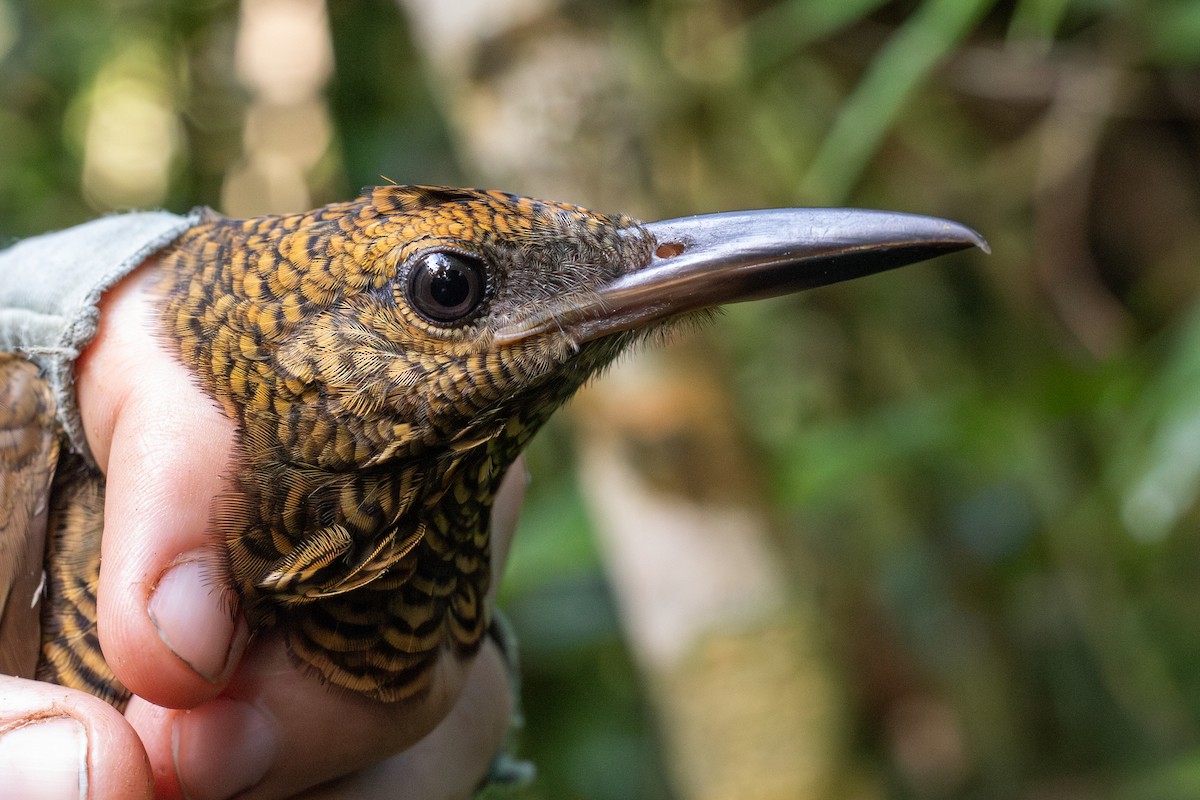 eBird Checklist - 16 Dec 2024 - Puma 2--RBCMA - 35 species