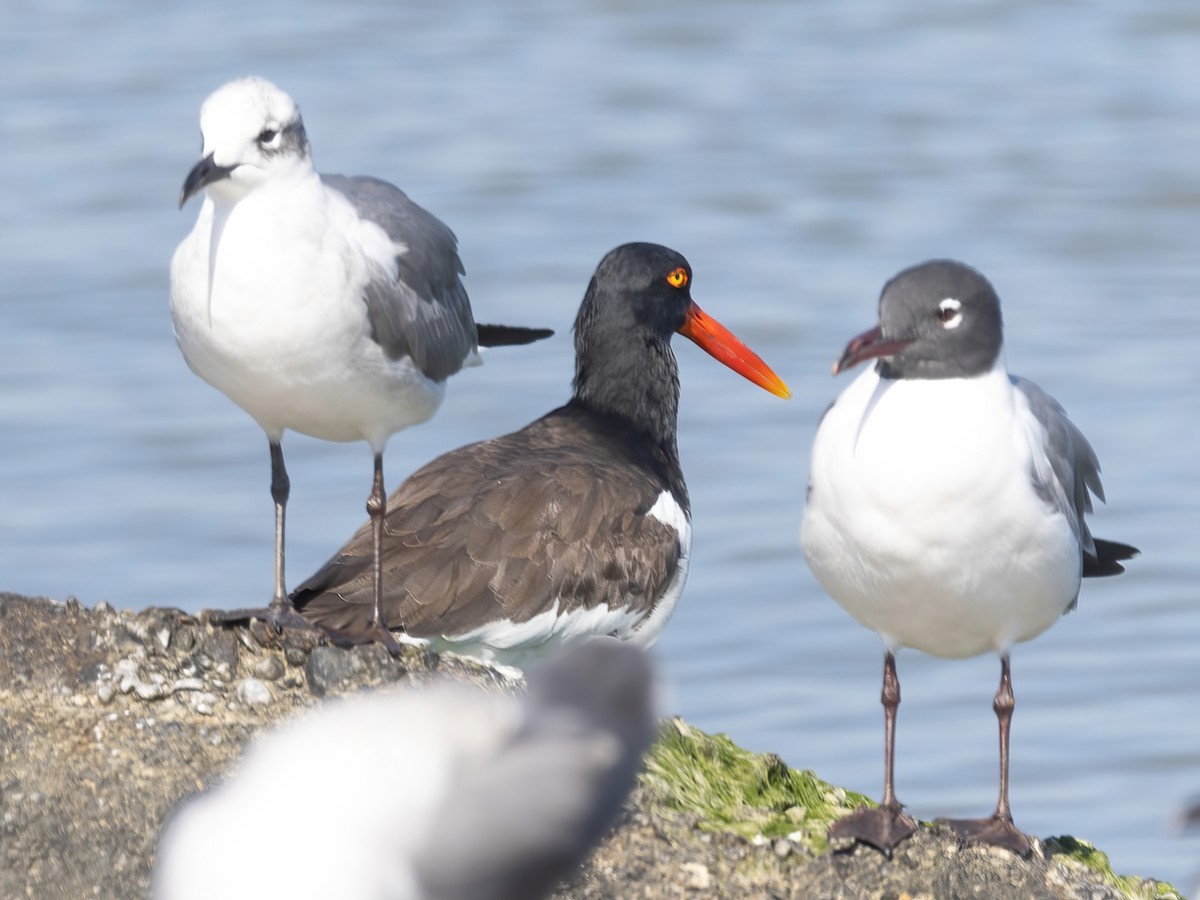 eBird Checklist - 2 Feb 2025 - Dike Road, Texas City, Texas, US (29.39, -94.886) - 23 species ...