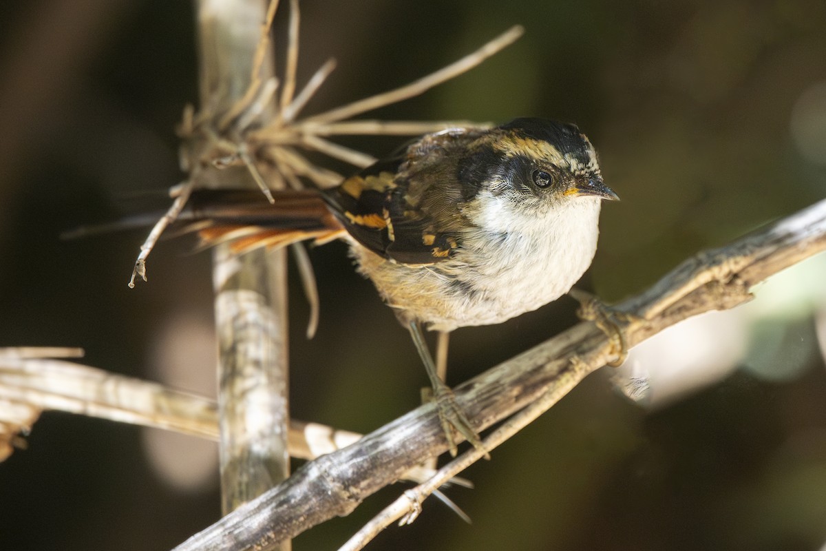 ML630096150 - Thorn-tailed Rayadito - Macaulay Library