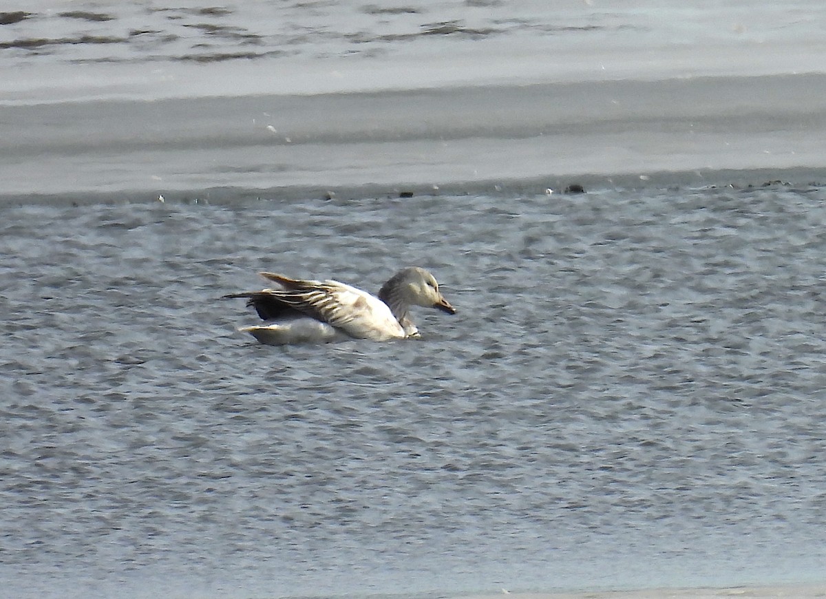 eBird Checklist - 2 Feb 2025 - Waneka Lake/Greenlee Preserve - 39 ...