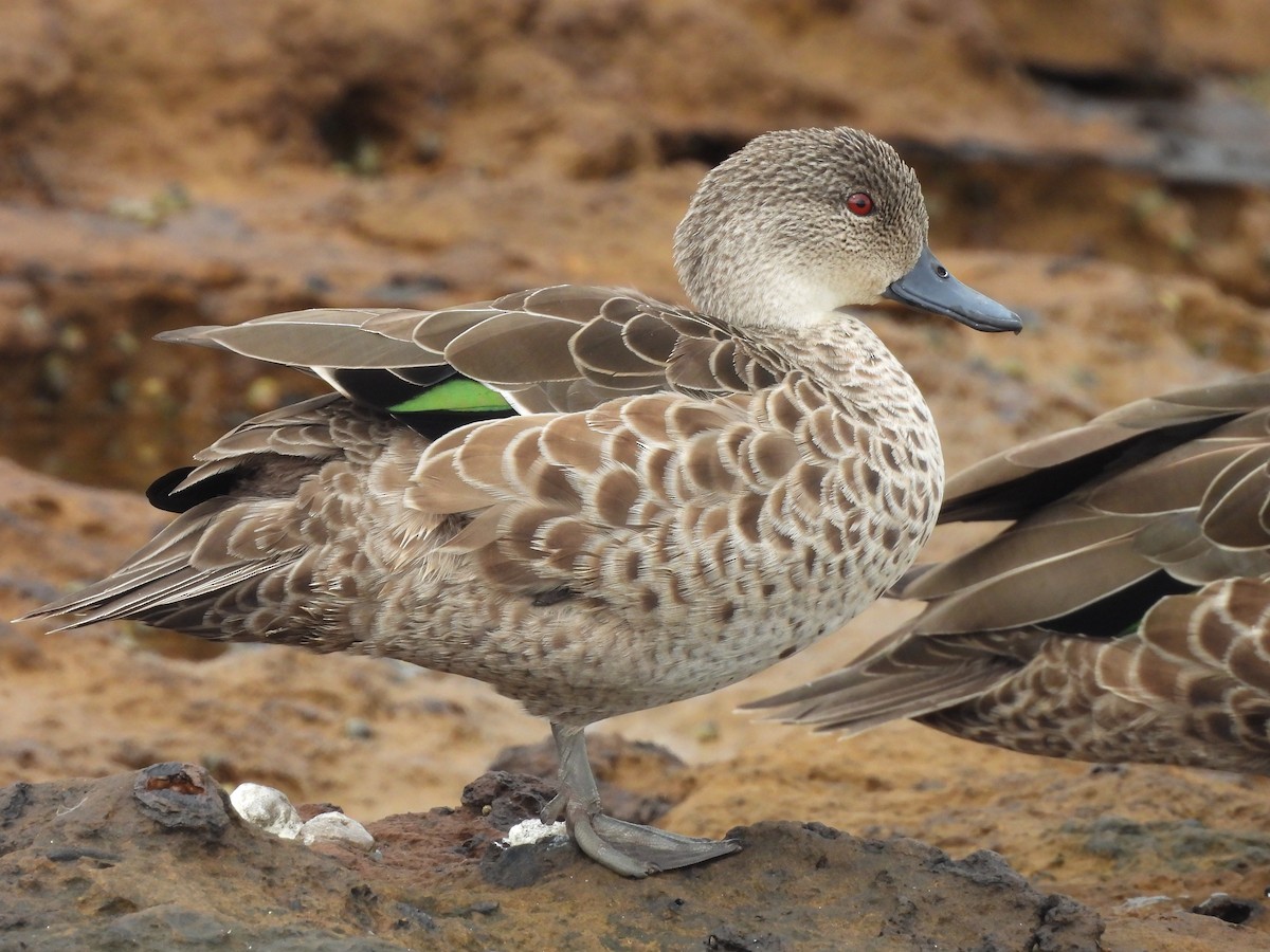eBird Checklist - 3 Feb 2025 - Ricketts Point - 23 species